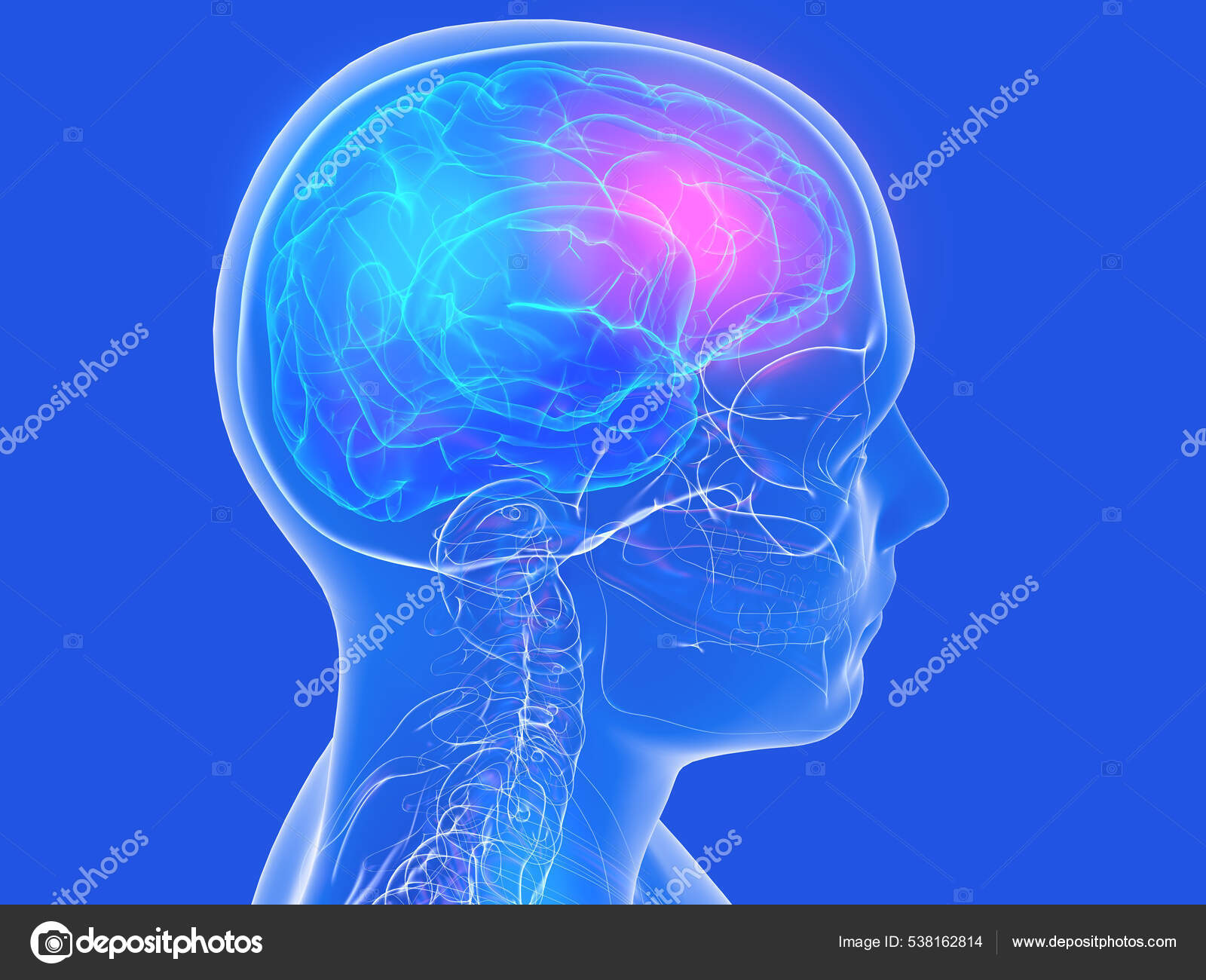 Illustration Human Brain Transparent Internal Anatomy Head Neck Blue ...