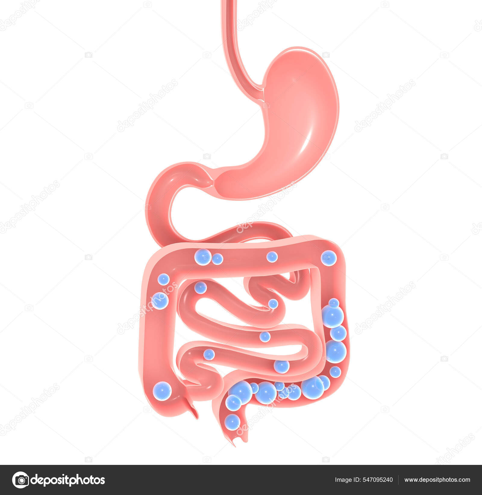 Ilustración Anatómica Del Sistema Digestivo Estómago Intestino Grueso ...
