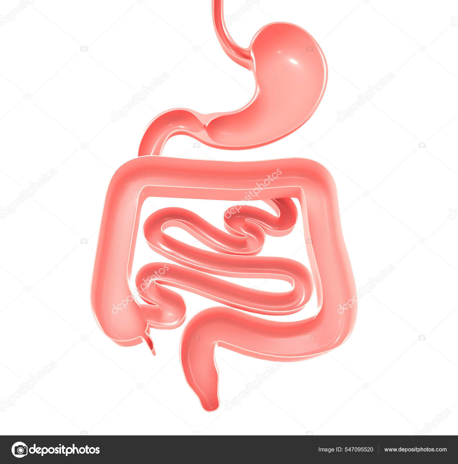 Ilustración Anatómica Del Sistema Digestivo Estómago Intestino Grueso ...