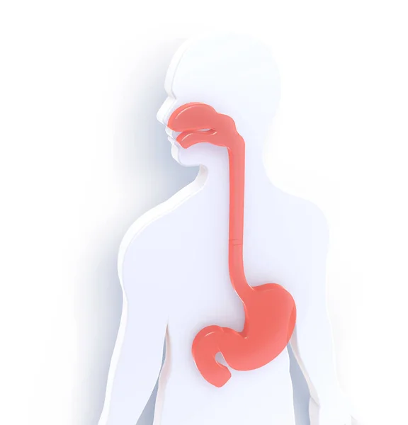 Ilustrasi Anatomi Perut Manusia Kerongkongan Dan Usus Bagian Kosong ...