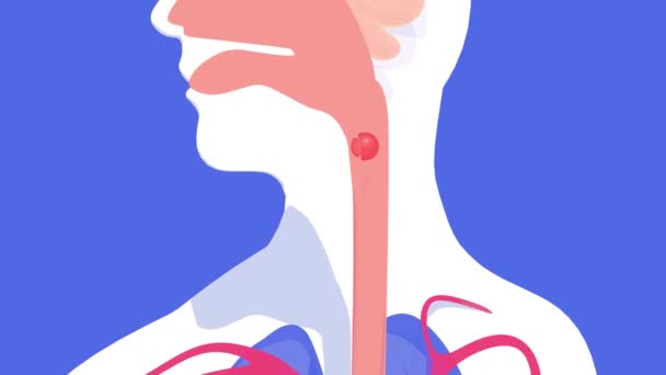 Digestive System Animation