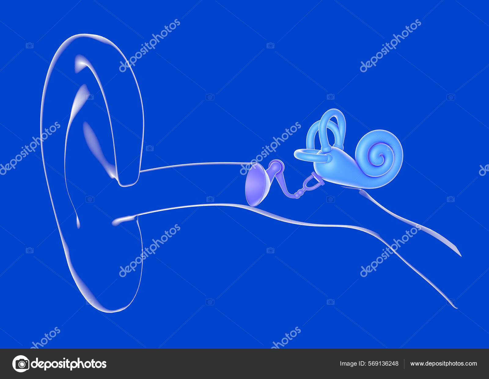 Illustration Anatomy Transparent Glass Inner Ear Graphic Representation ...