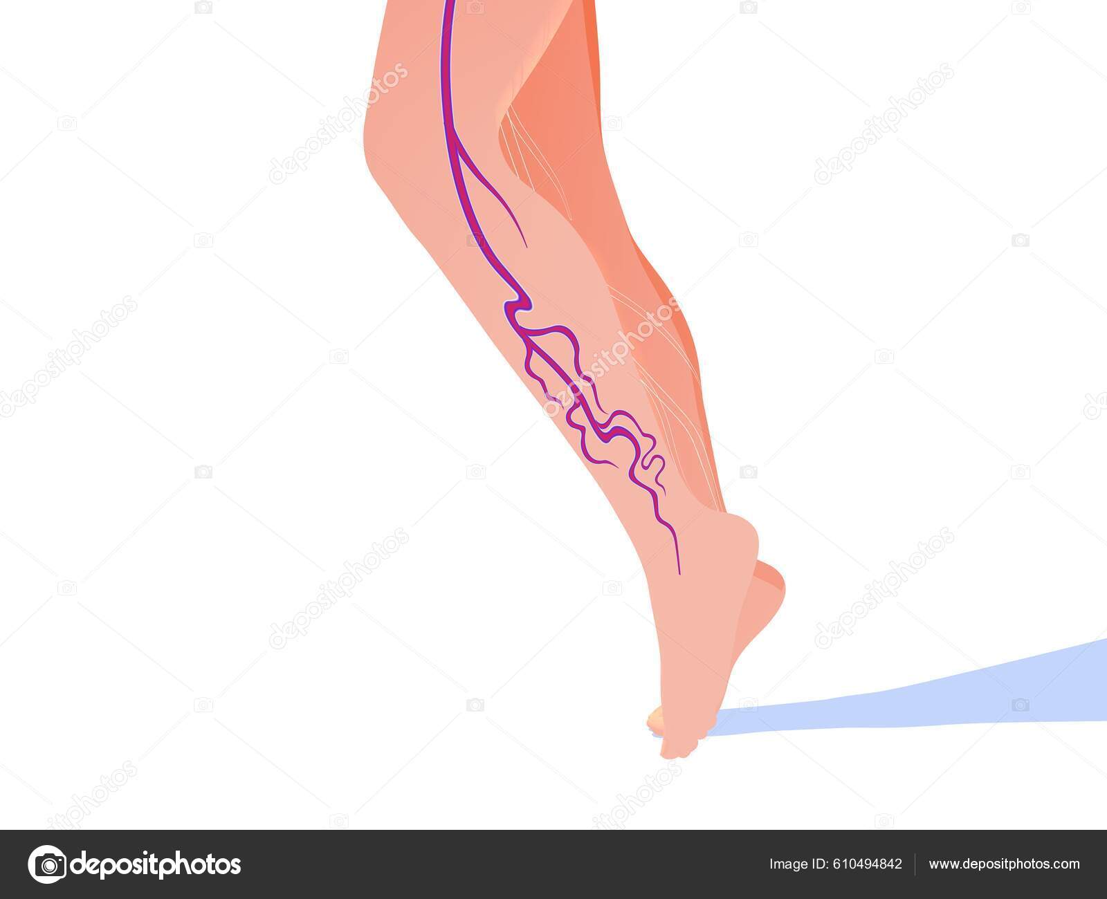 Anatomical Illustration Red Blood Cells Blood Circulation Transparent ...