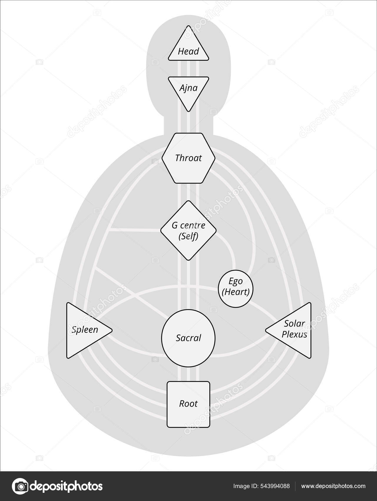 Bodygraph Centers Names Human Design Rave Chart Vector Illustration ...