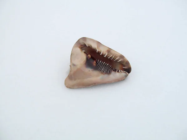 Shark tooth Stock Photos, Royalty Free Shark tooth Images | Depositphotos