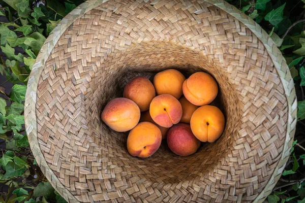 Mango harvest season Stock Photos, Royalty Free Mango harvest season ...