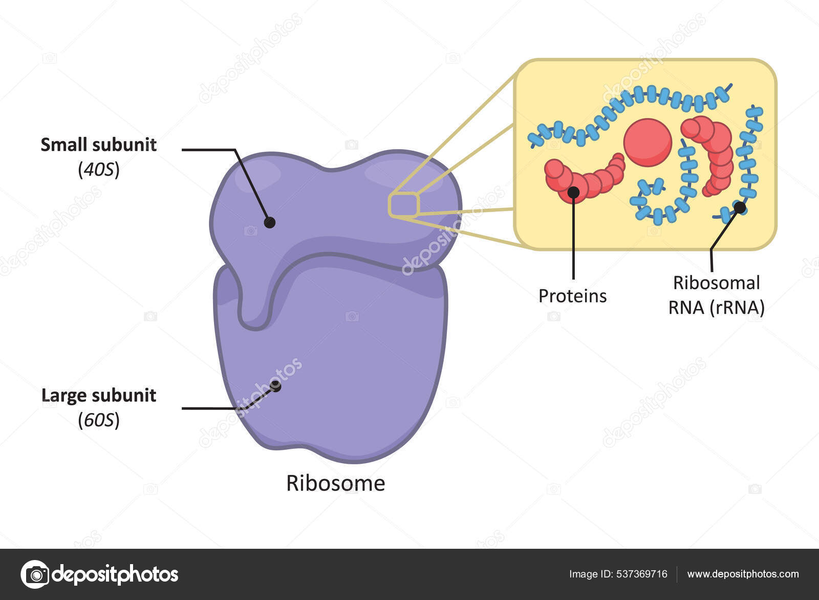 Ribosome Dans Un Diagramme Cellulaire