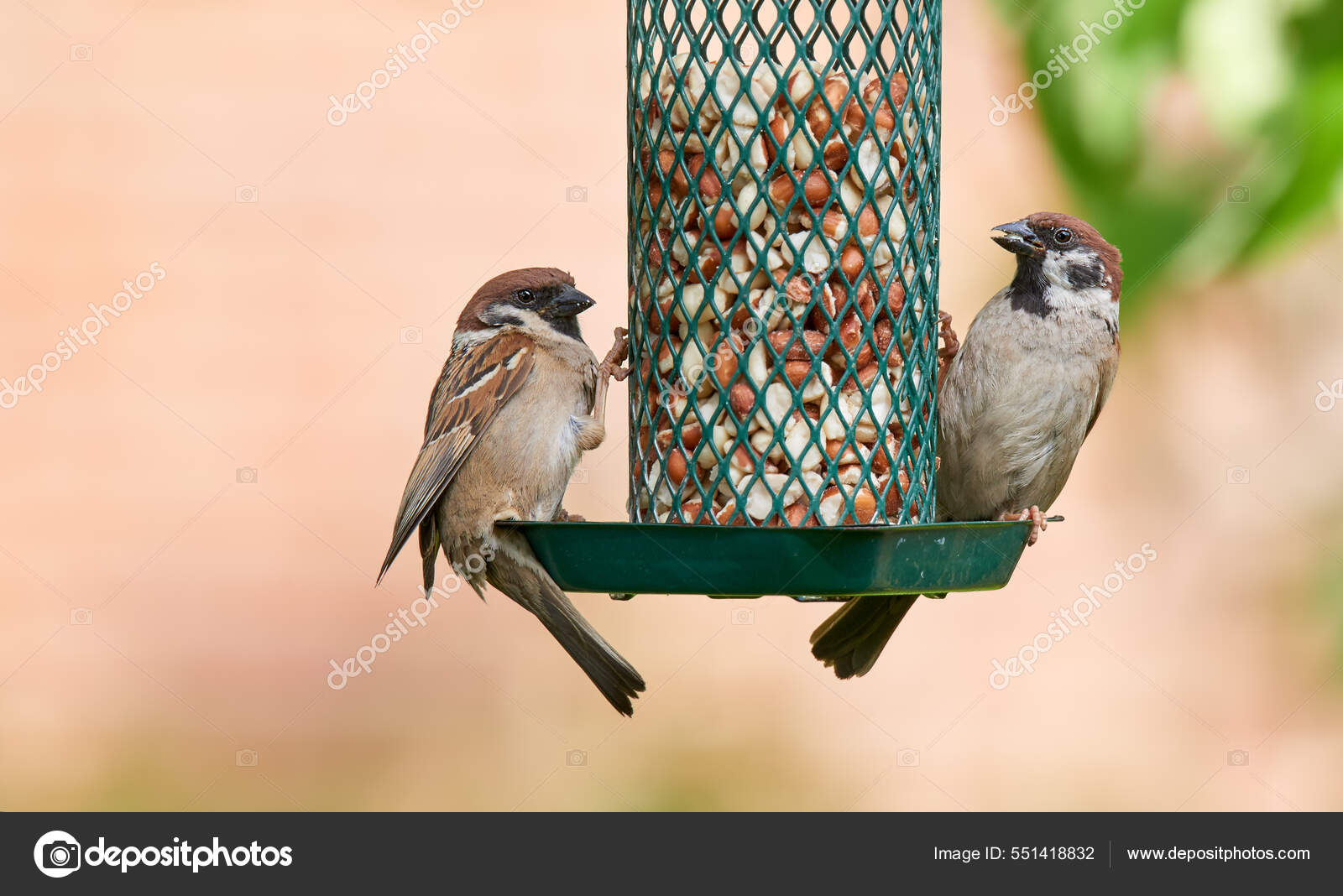 Sparrows are a family of small passerine birds, Passeridae. They are ...