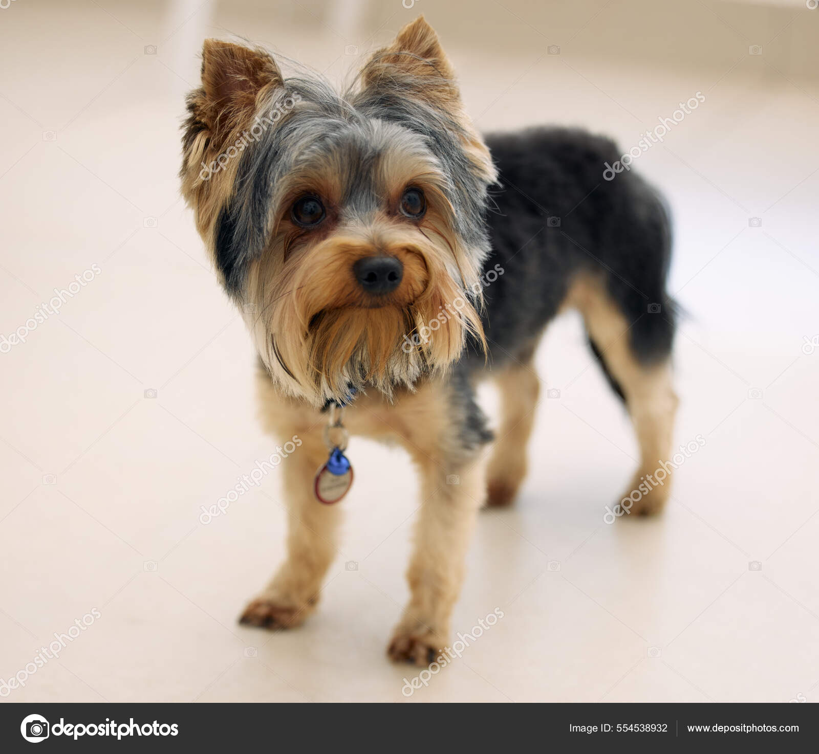 Yorkshire Terrier Pocket