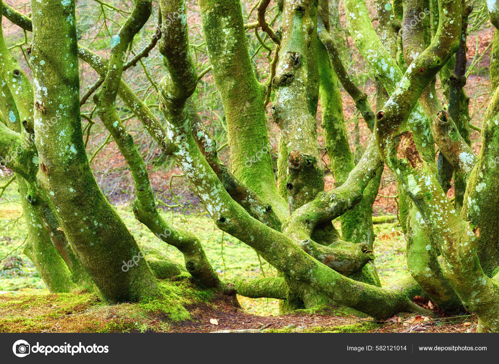 Group Mossy Tree Trunks Covered Algae Growing Forest Summer Various ...
