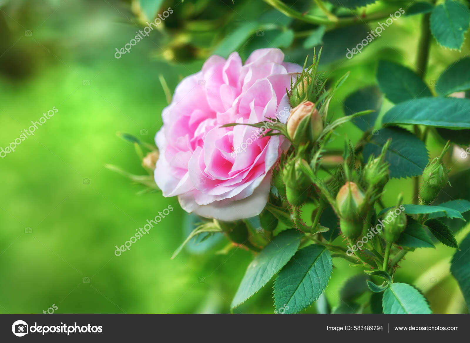 Closeup Side View Single Pink Rose Growing Park Spring Flowering Stock ...