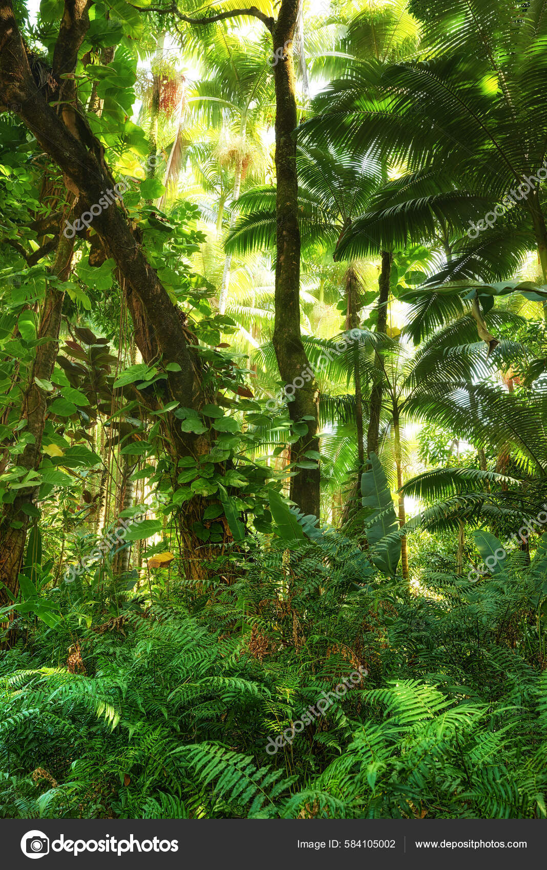 Tall Tree Wild Vines Shoots Green Forest Hawaii Usa Peaceful Stock ...