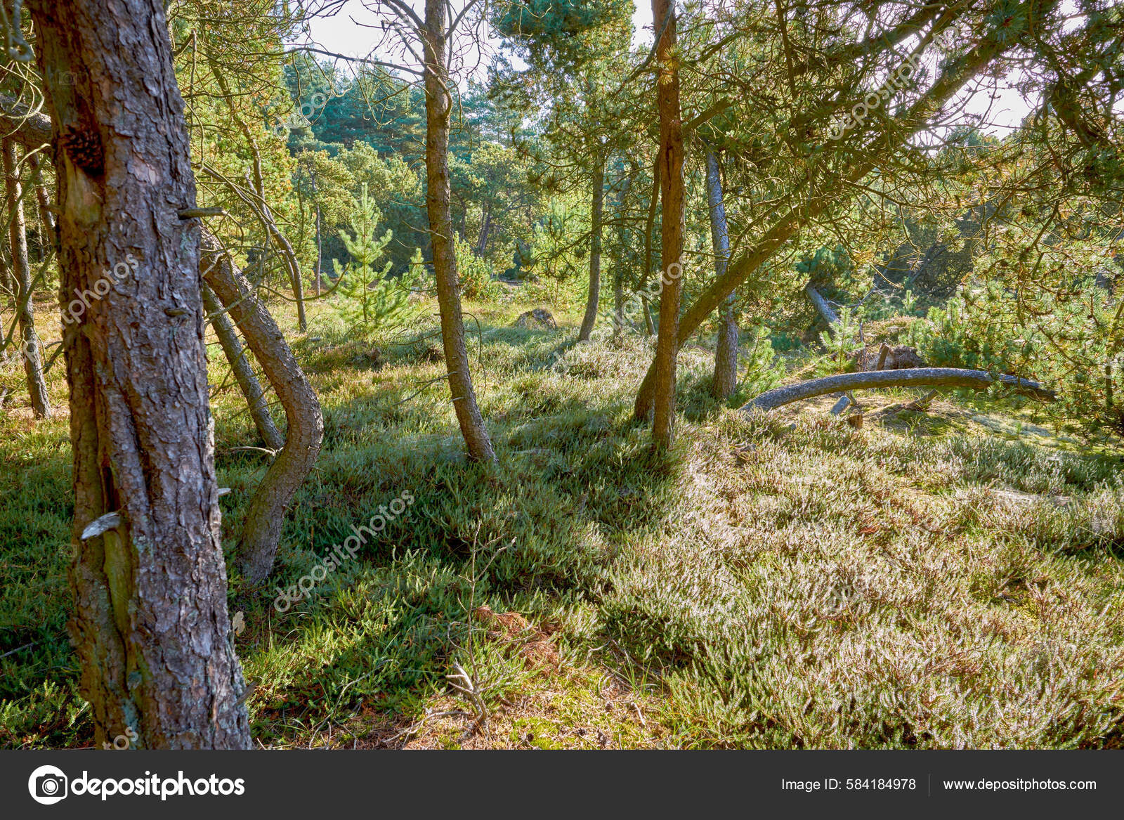 Fallen Pine Trees Storm Strong Wind Leaning Damaged Plants Bush Stock ...