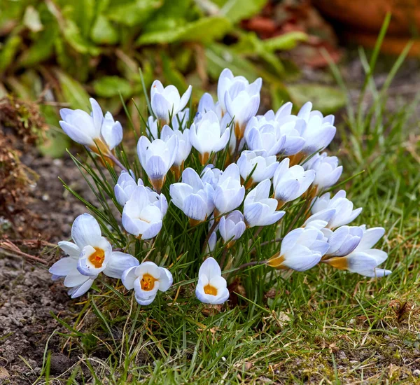 Crocus nain Stock Photos, Royalty Free Crocus nain Images | Depositphotos