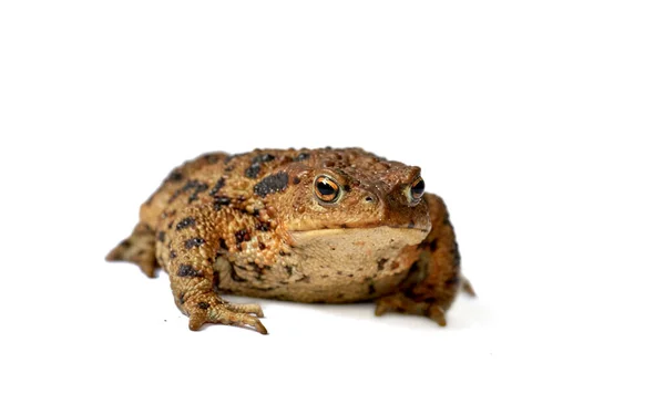 Poop toad Stock Photos, Royalty Free Poop toad Images | Depositphotos