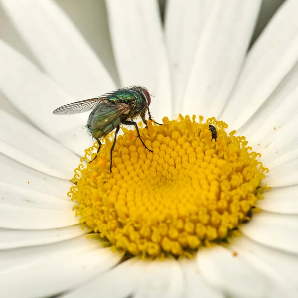 Closeup of a fly sitting on a daisy flower in a backyard garden in ...