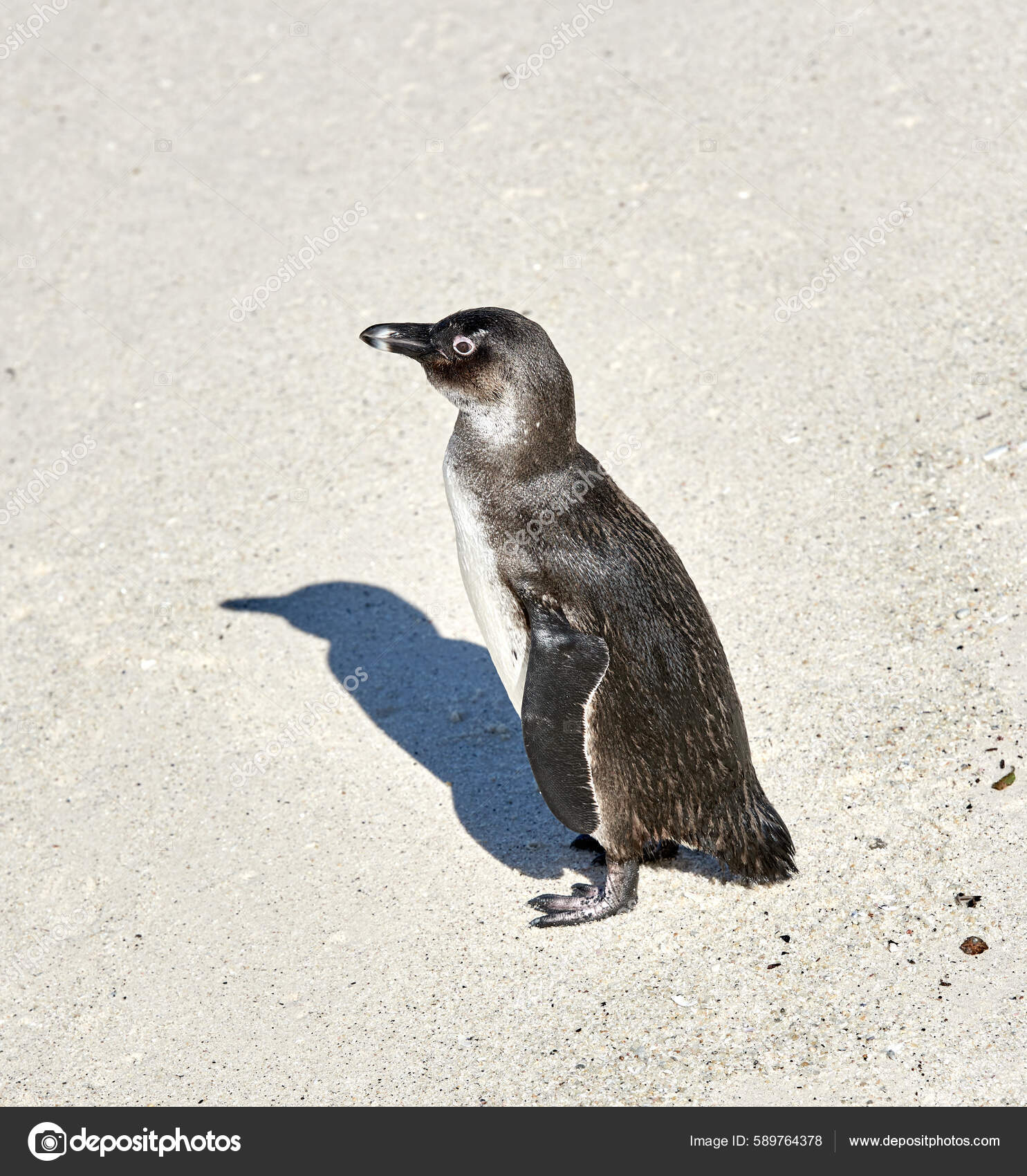 Black Footed African Penguin Scratching Cleaning Self Grooming Sand ...