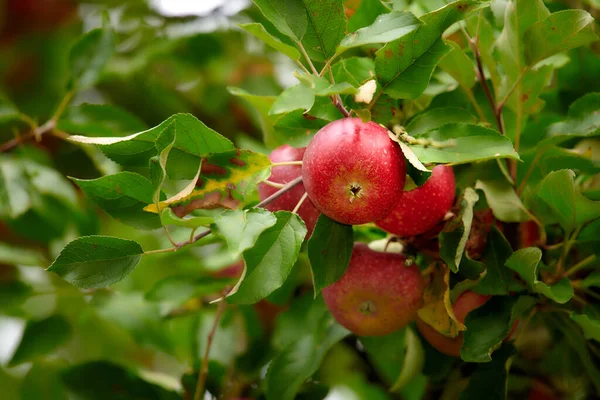 Red apples growing on trees for harvest in an orchard outdoors. Closeup ...