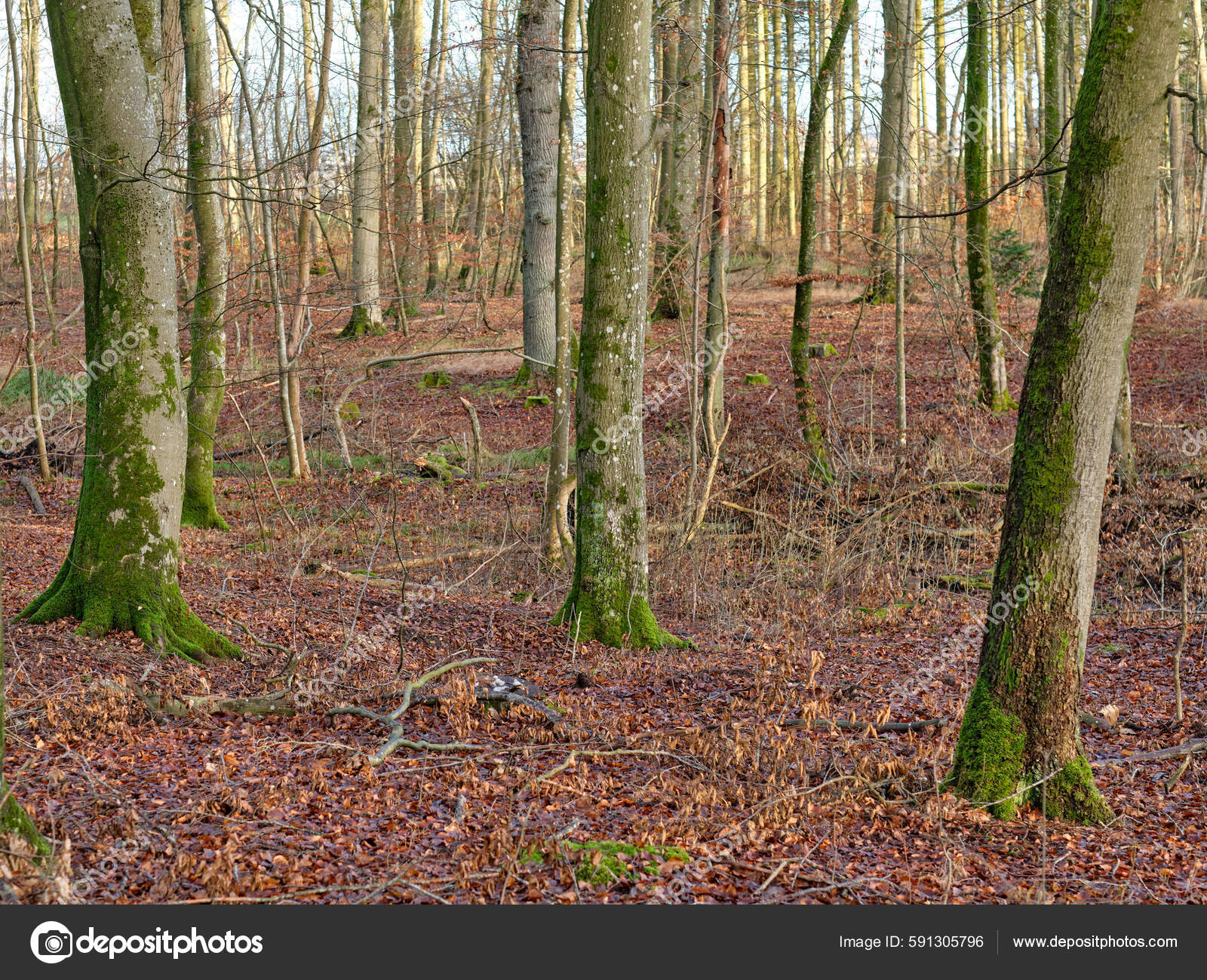 Dry Leaves Forest