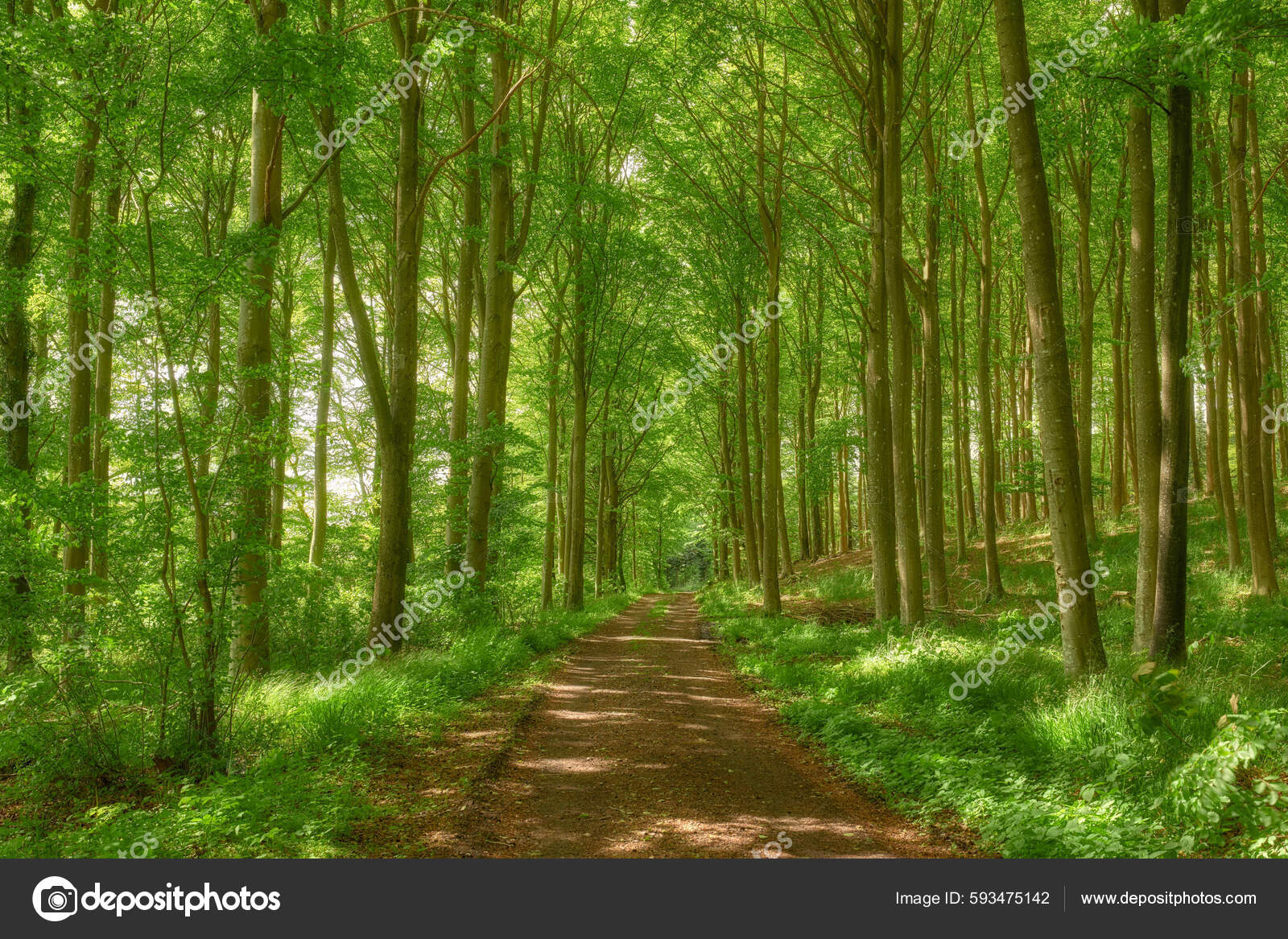 Lush Green Forest