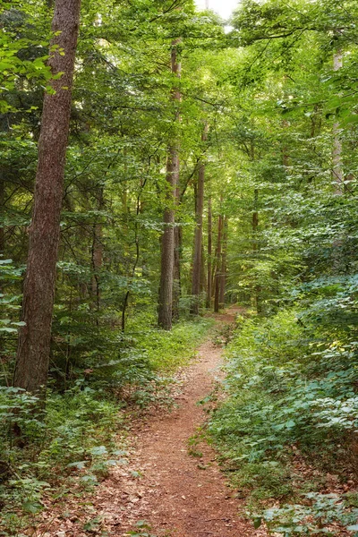 Danish forest in springtime. Hardwood forest uncultivated - DenmarkA ...