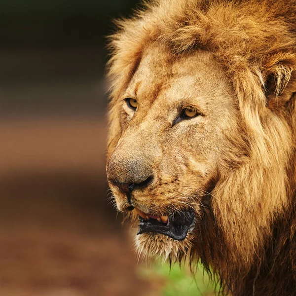 Bow down to your king. a lion on the plains of Africa - Stock Image ...