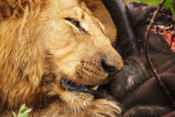 Its a meal he worked hard for. a lion eating his prey the plains of ...