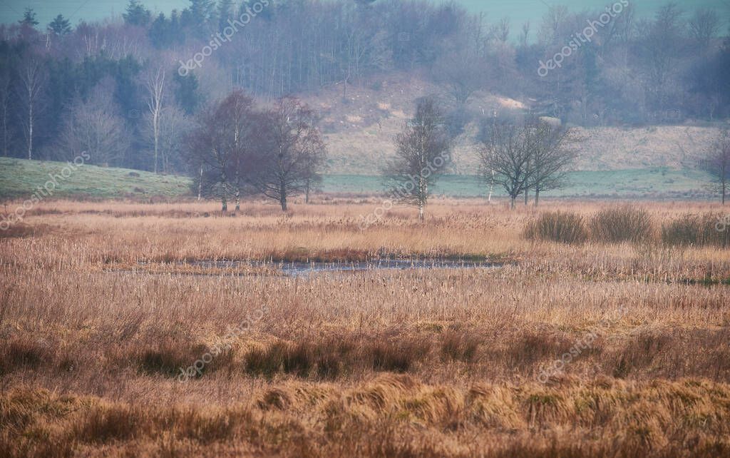 Humedal danés - Parque Nacional Rebild. Naturaleza de la mañana ...