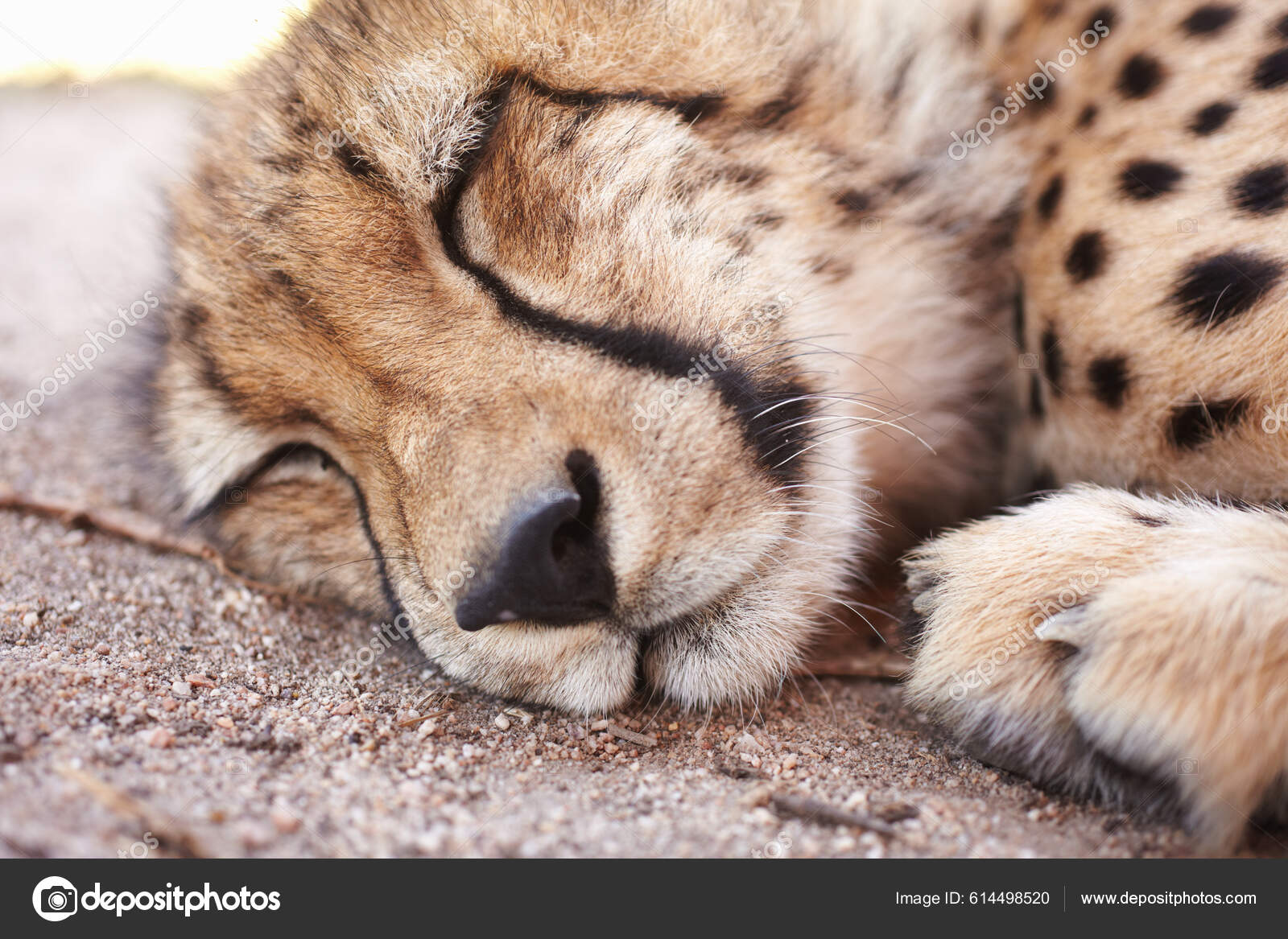 Sleeping Wild Baby Animals