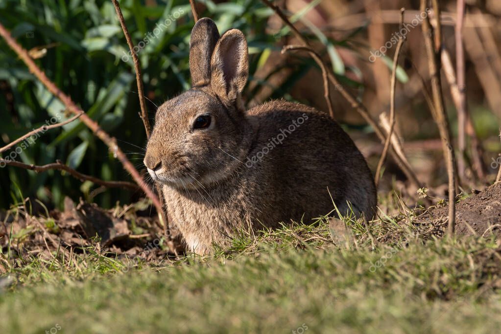 Oryctolagus cuniculus. Retrato de una vida silvestre de un conejo ...