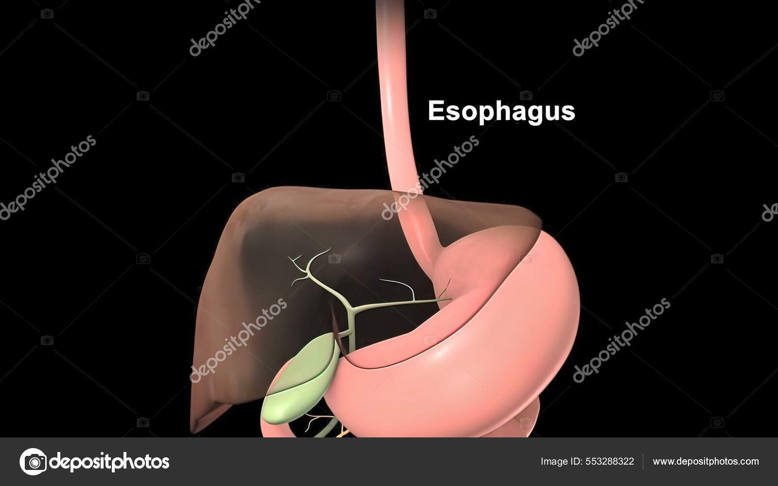 Bile Human Digestive System Anatomy Medical Concept Illustration Stock ...