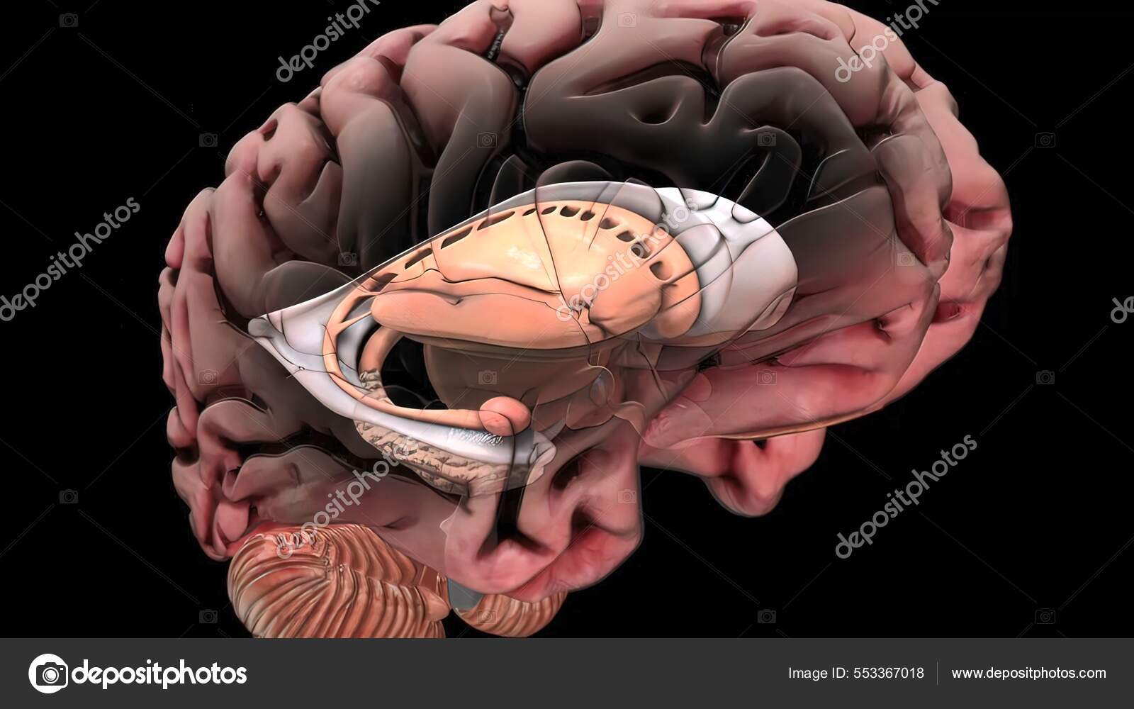 Brain Damage Injury Causes Destruction Deterioration Brain Cells ...