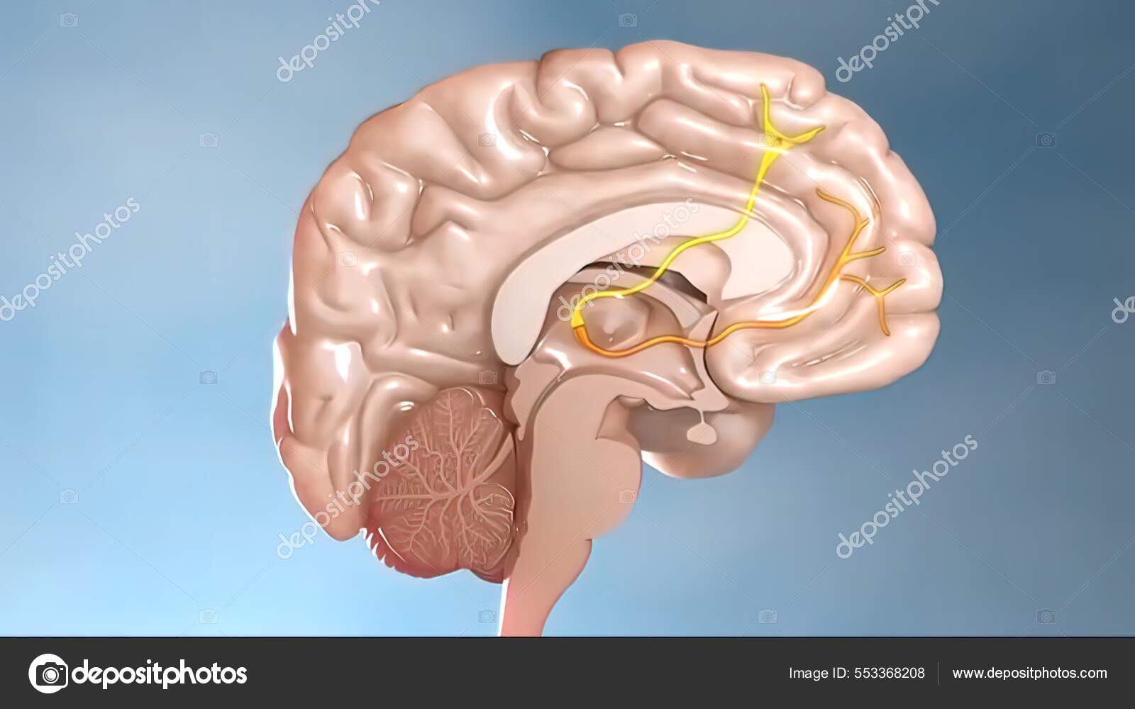 Internal Structure Brain Neuron System Illustration Stock Photo by ...