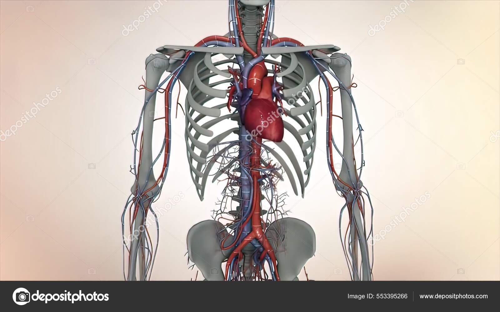 Animation Human Male Blood Circulation System Illustration Stock Photo ...