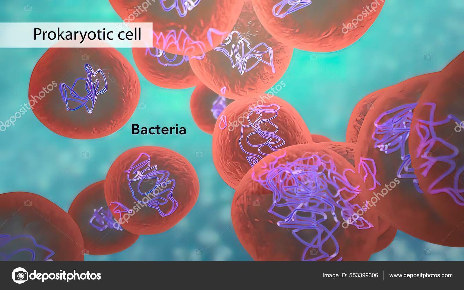 All Chromosomal Dna Stored Cell Nucleus Separated Cytoplasm Membrane ...