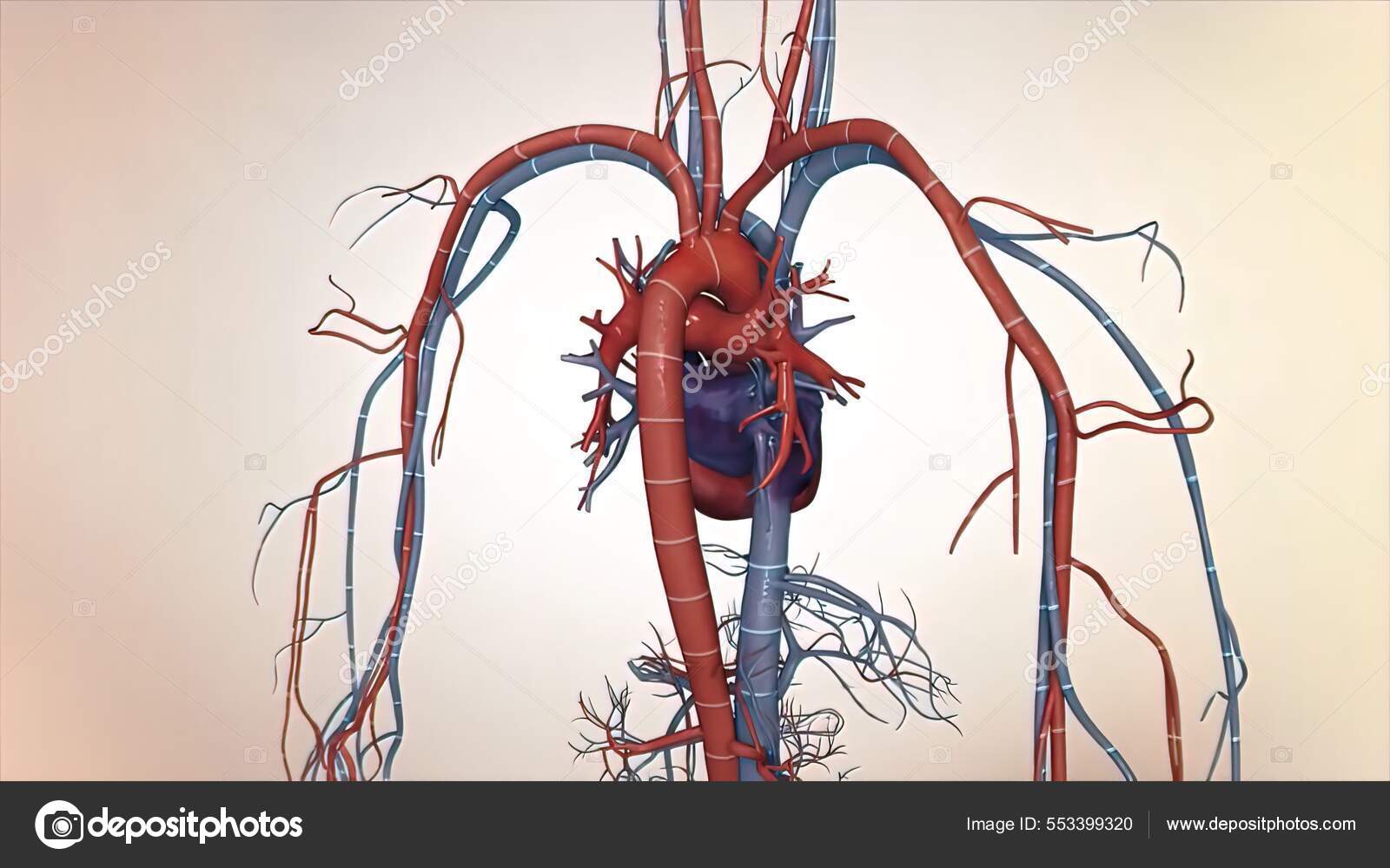 Animation Human Male Blood Circulation System Illustration Stock Photo ...