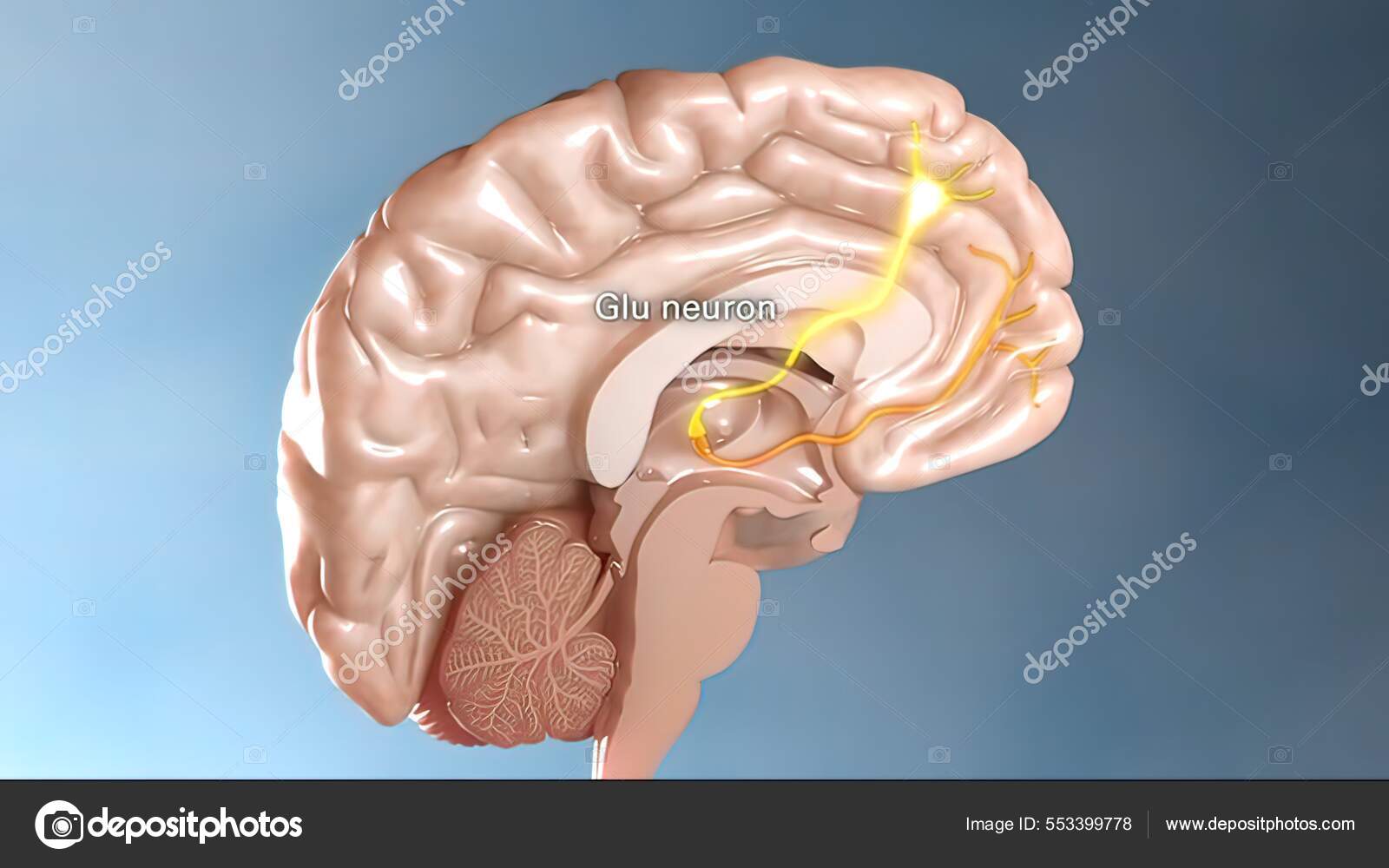 Internal Structure Brain Neuron System Illustration Stock Photo by ...