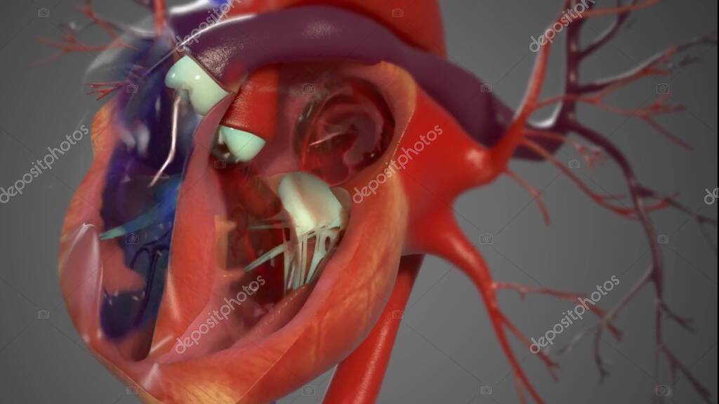 El lado izquierdo bombea sangre oxigenada (alta en oxígeno y baja en ...