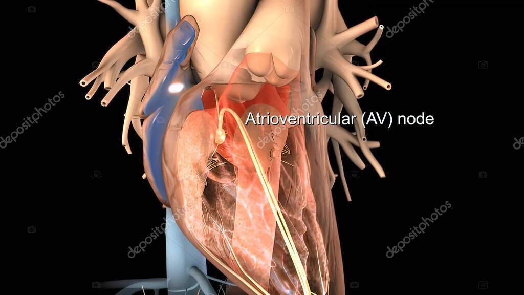 Nodo atrioventricular AV de la anatomía del corazón para la ilustración 3D del concepto médico ...