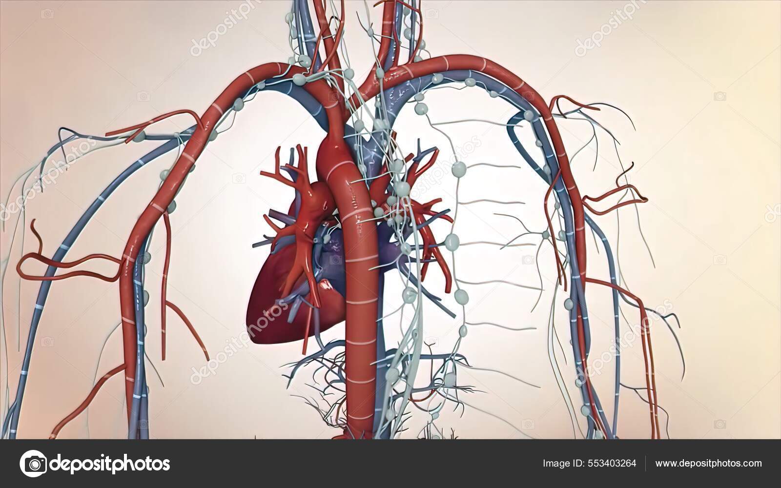 Animation Human Male Blood Circulation System Illustration Stock Photo ...