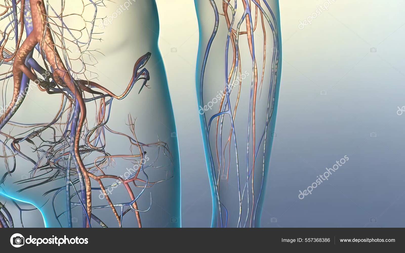 Circulatory System Also Called Cardiovascular System Vital Organ System ...