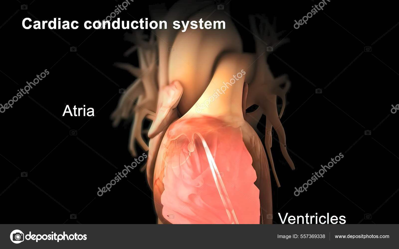 Cardiac Conduction System Illustration Stock Photo by ©soundpic 557369338 Cardiac Conduction System Illustration Stock Photo by ©soundpic 557369338