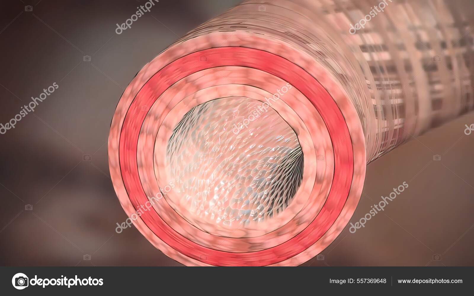 First Bronchi Branch Trachea Right Left Main Bronchi Bronchi Widest ...