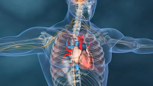 Human heart Images - Search Images on Everypixel