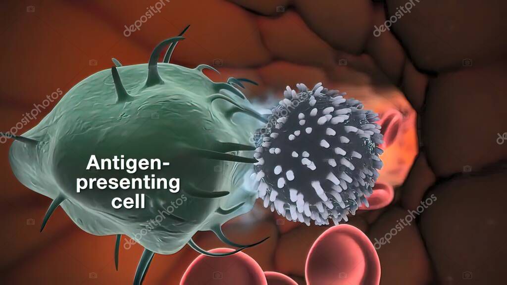 Las citocinas inflamatorias movilizan el sistema inmunitario en ...