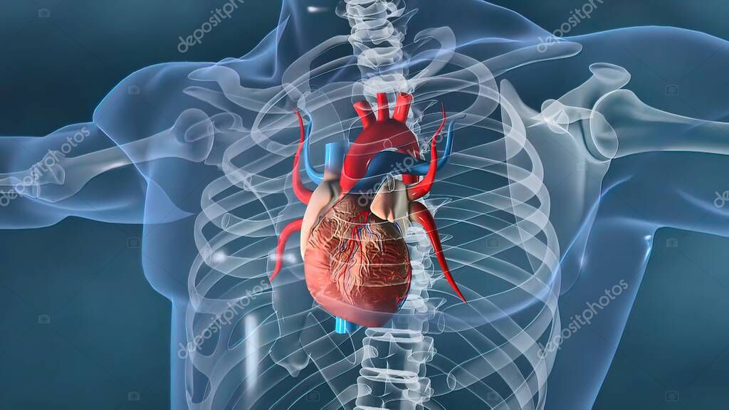 Corazón humano, Modelo de corazón humano, Recorte completo incluido ...