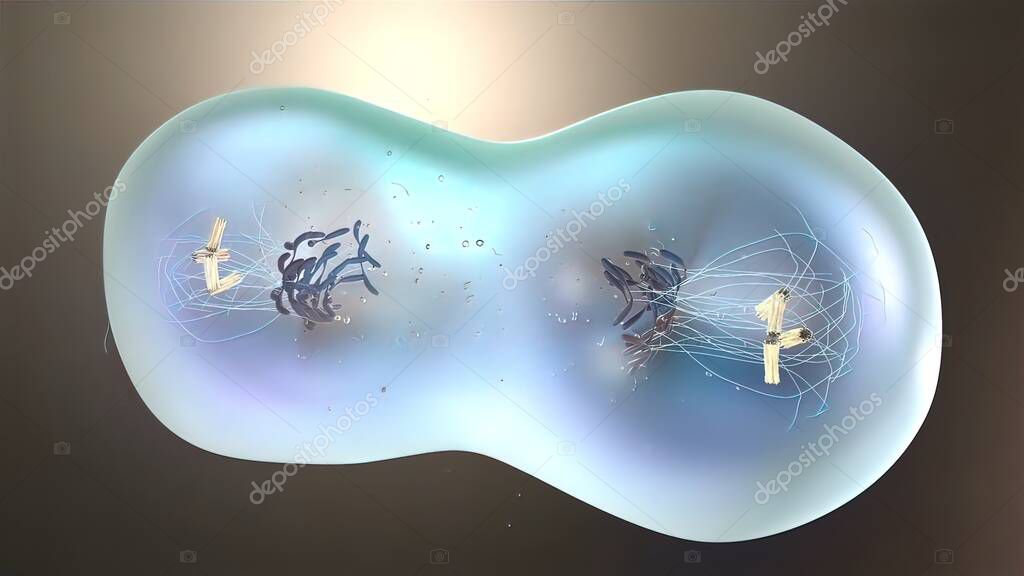 Mitosis, un proceso de duplicación celular, o reproducción, durante el ... Mitosis, un proceso de duplicación celular, o reproducción, durante el ...