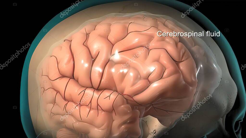 El líquido cefalorraquídeo es un líquido transparente similar al plasma ...