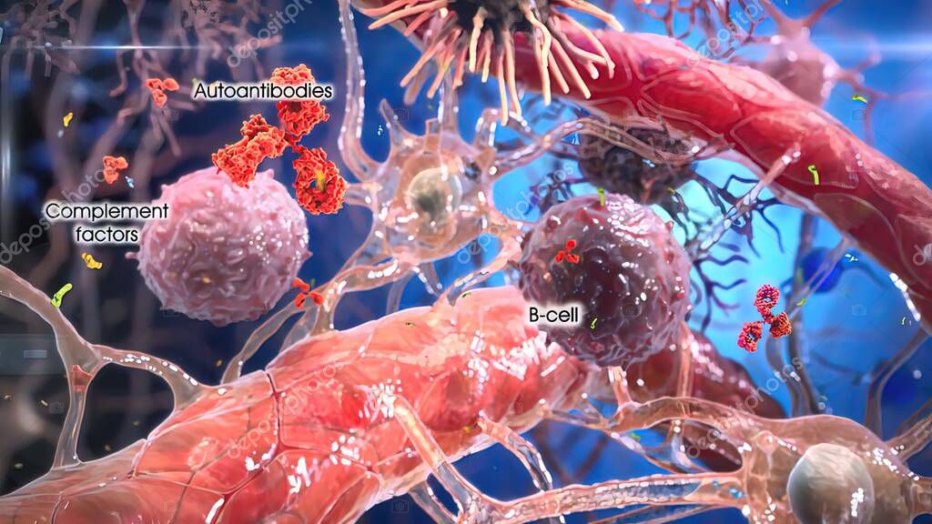 Las células T ayudantes interactúan en la superficie de las células ...