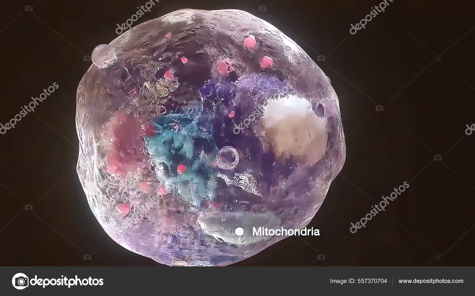 Cell Structure Components Mitochondria Nucleus Cytoplasm Illustration ...